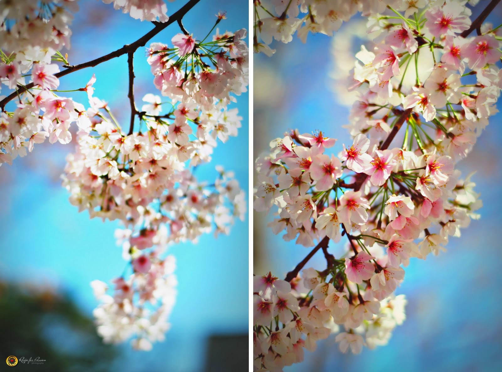 Recipe for Passion Photography: March Showers Bring April Flowers