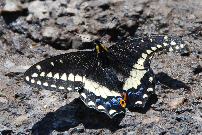 Northwest Butterflies: Species profile: Indra swallowtail