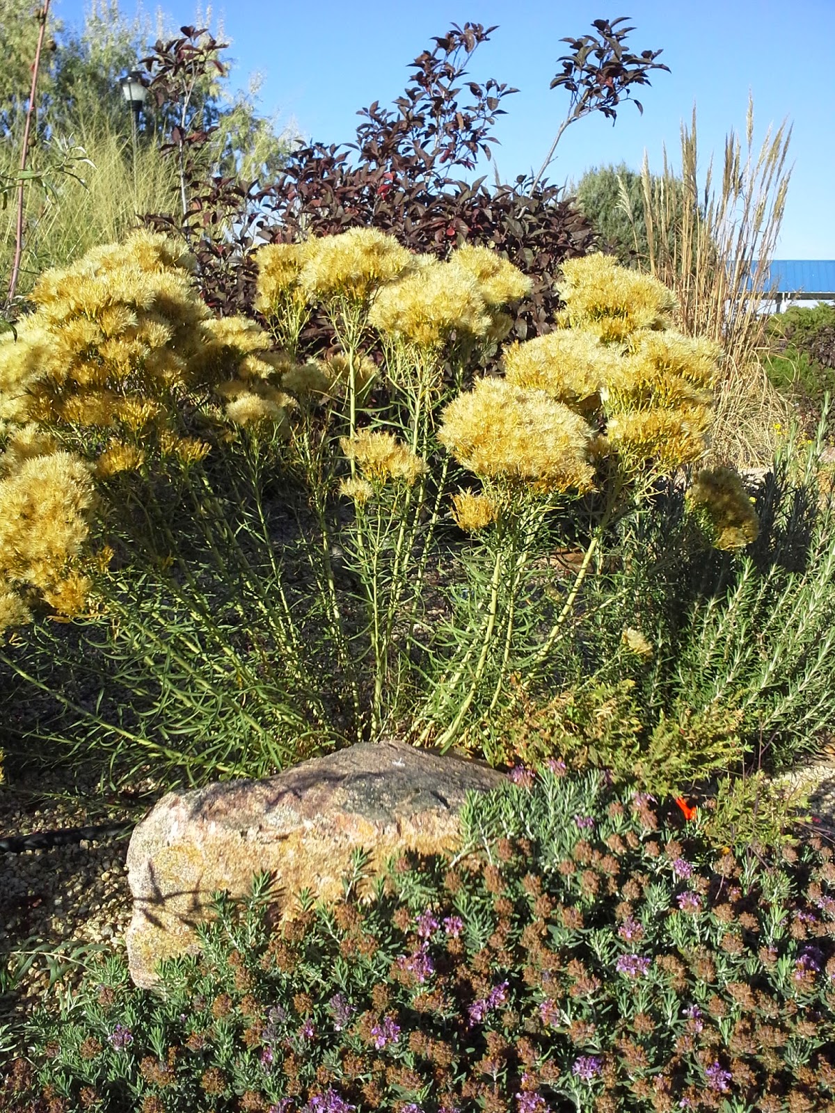CO-Horts: Ode to rabbitbrush, the late season jewel of the garden