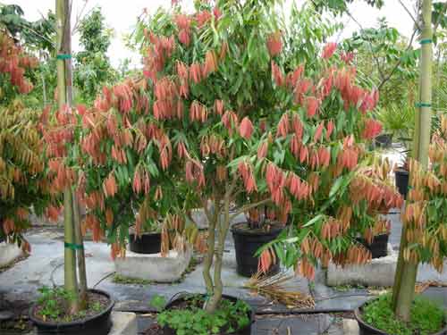 Importance and Benefits of Nagkesar Flower in Hinduism | Hindu Blog