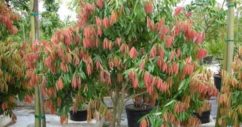 Importance and Benefits of Nagkesar Flower in Hinduism | Hindu Blog