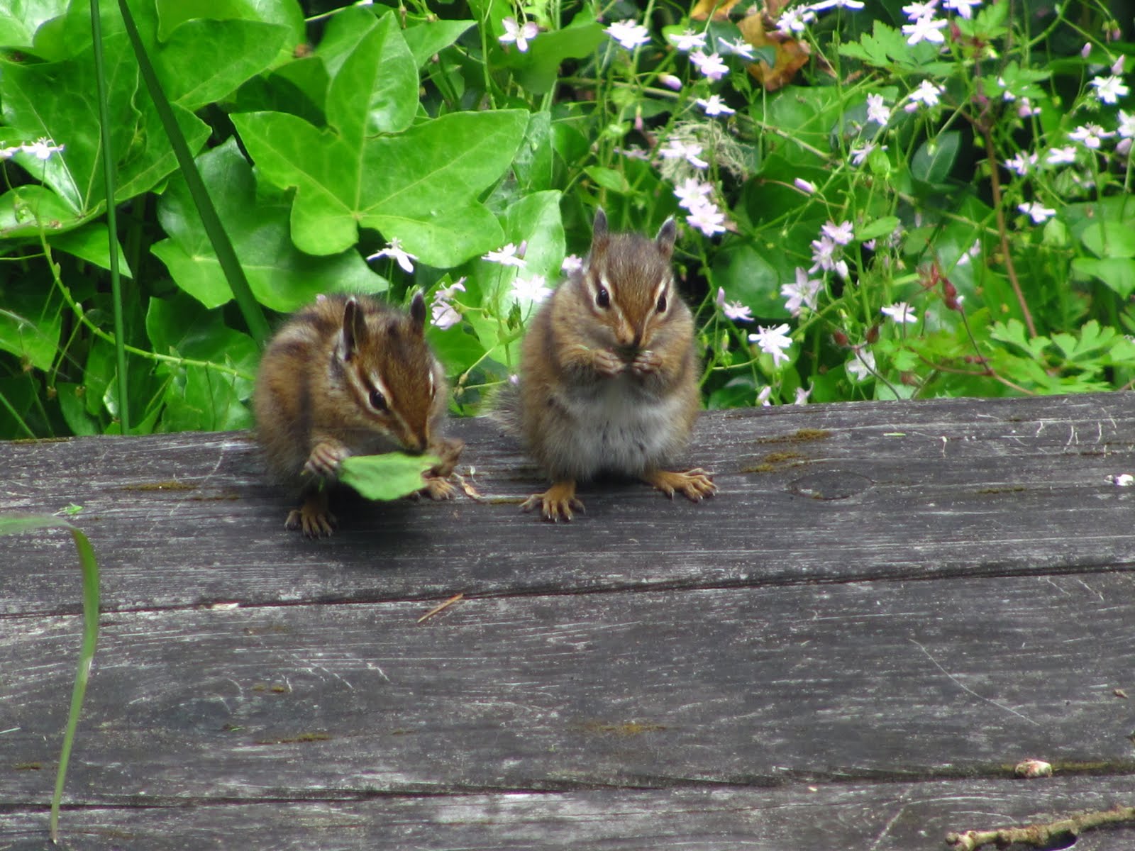 Chip Monkey Chronicles