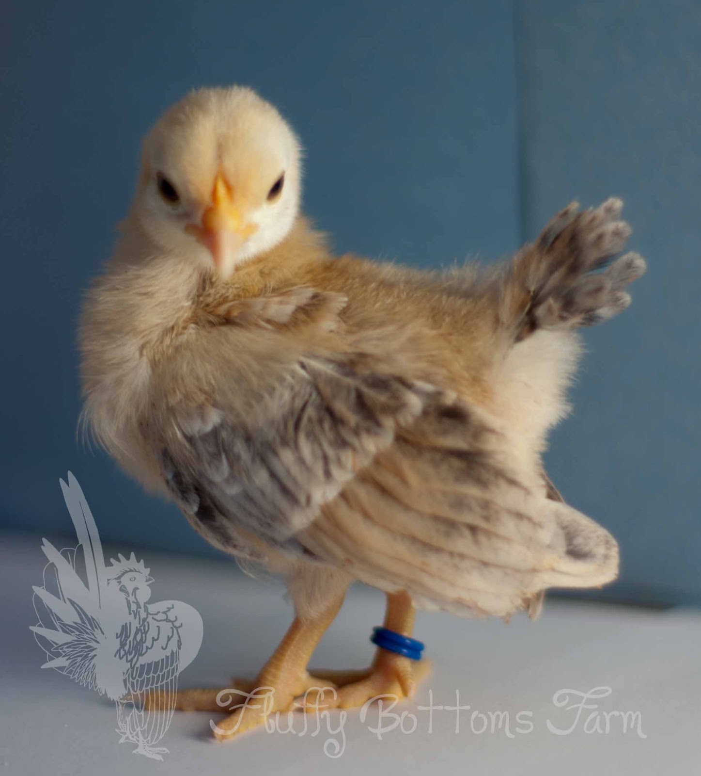 Fluffy Bottoms Farm: New Serama Babies