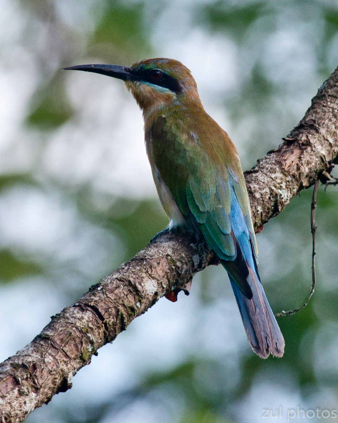 Zul Ya - Birds of Peninsular Malaysia: Burung Berek-berek (Bee Eater)