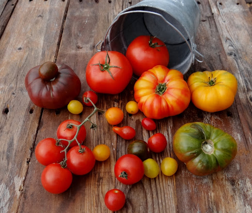 ...a quiet life...: a little more tomato love...