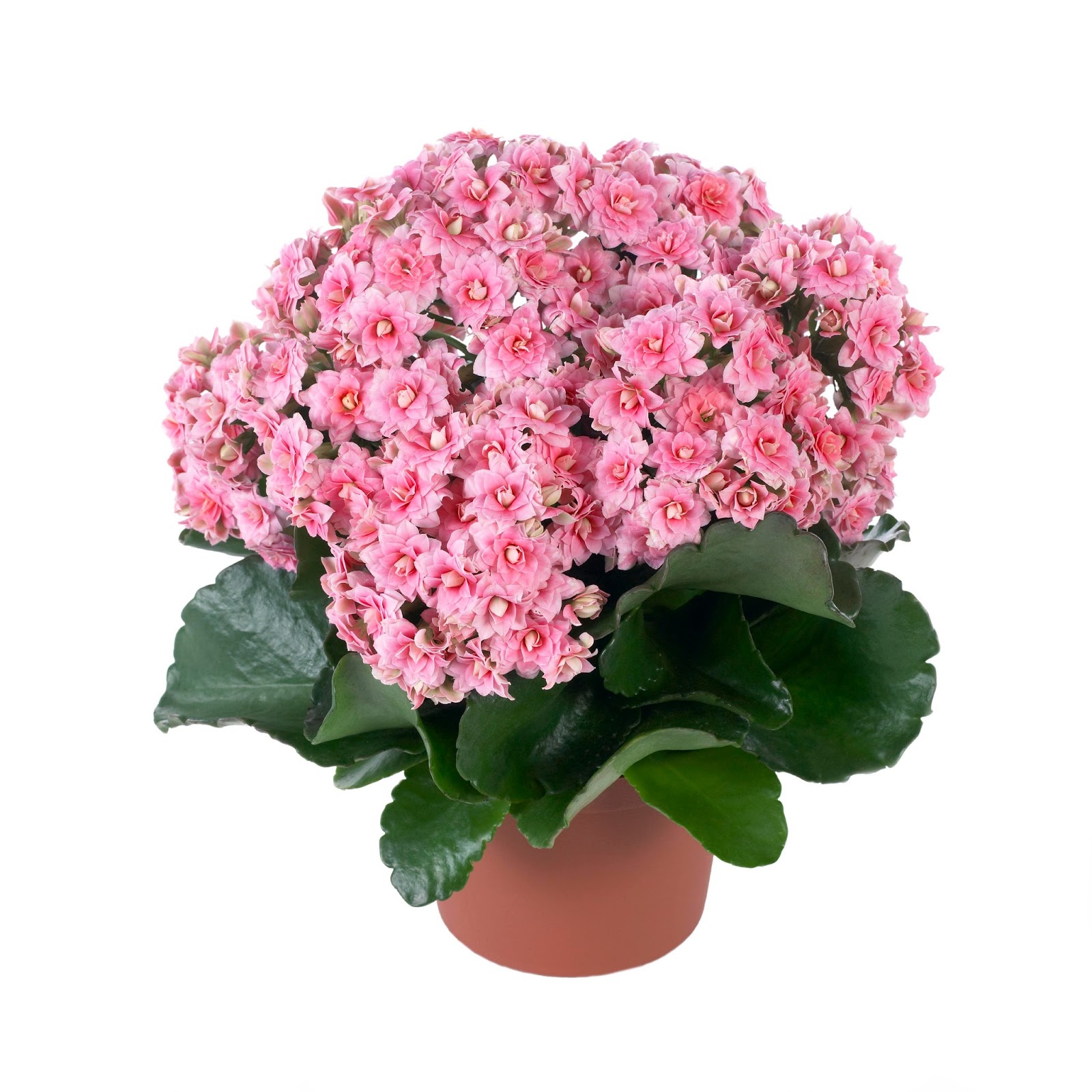 Tarım Siteniz: Kalanşo (Kalanchoe)