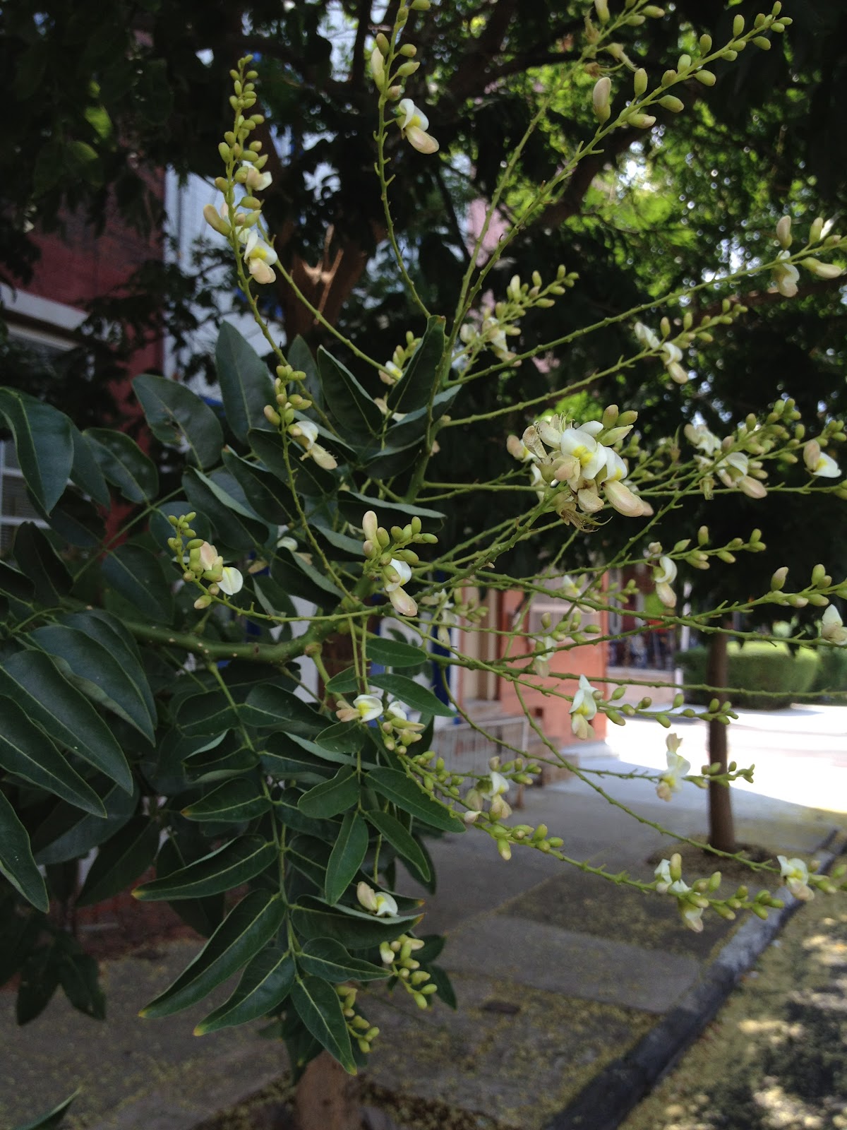 PHILLY TREES: BLUE MOON TREE HUNTS