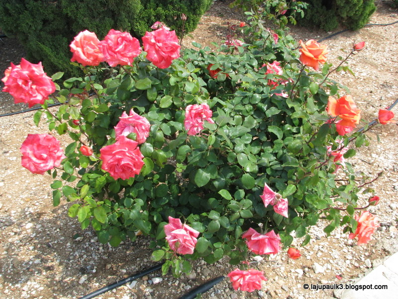 THROUGH THE LAND OF ISRAEL III: 'The Wohl Rose Park' or 'Gan Wohl L ...