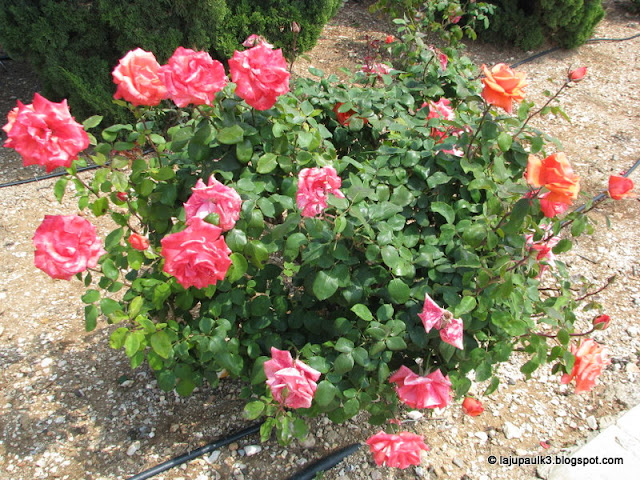 THROUGH THE LAND OF ISRAEL III: 'The Wohl Rose Park' or 'Gan Wohl L ...