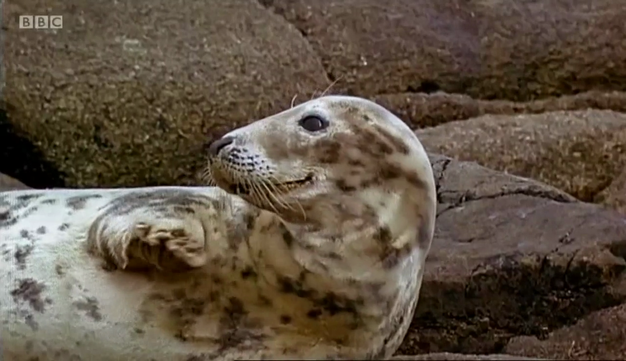 Kuzey Kalesi: BRITAIN'S COASTAL ANIMALS (2011) - "Britanya'nın Sahil ...