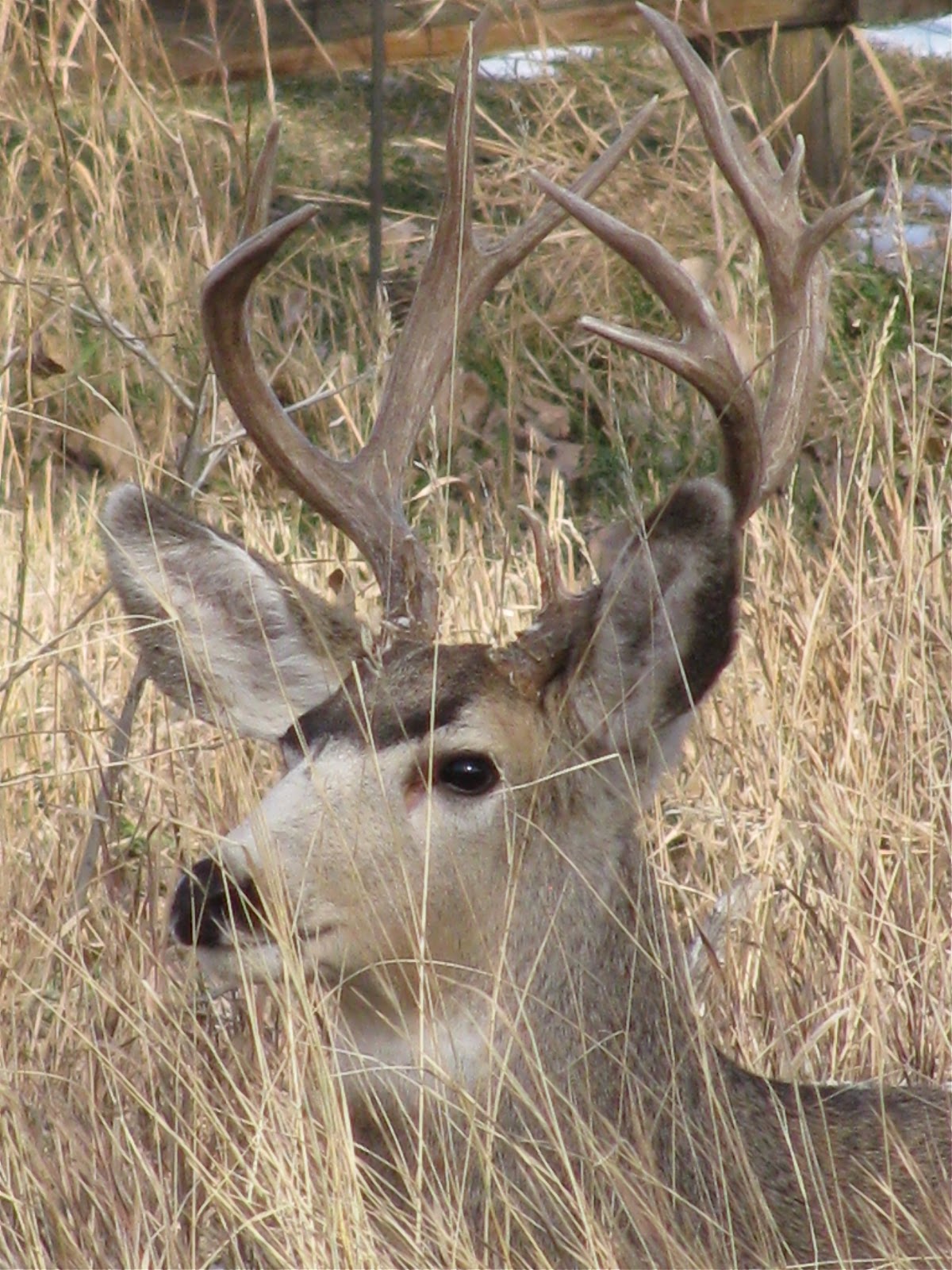 Standing Into Danger: Along Piney Creek