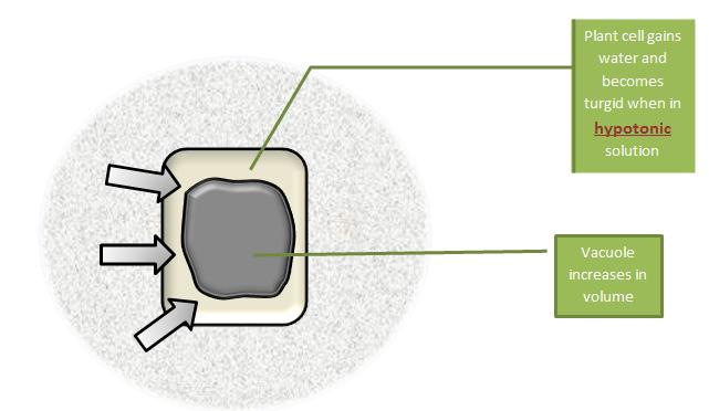Effects of Plant Cells in Different Solutions | Science Decoder