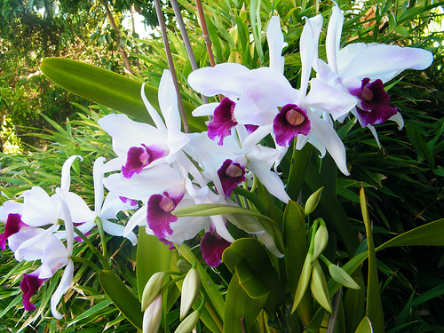 Cattleya Orchid Source: Laelia pururata (syn. Cattleya purpurata) pictures
