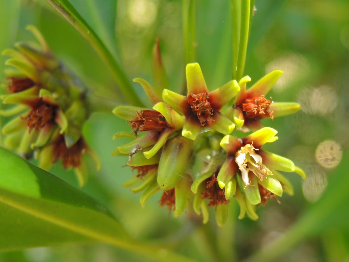 Queensland Coast: Australia's Spurred Mangroves (Ceriops sp.)