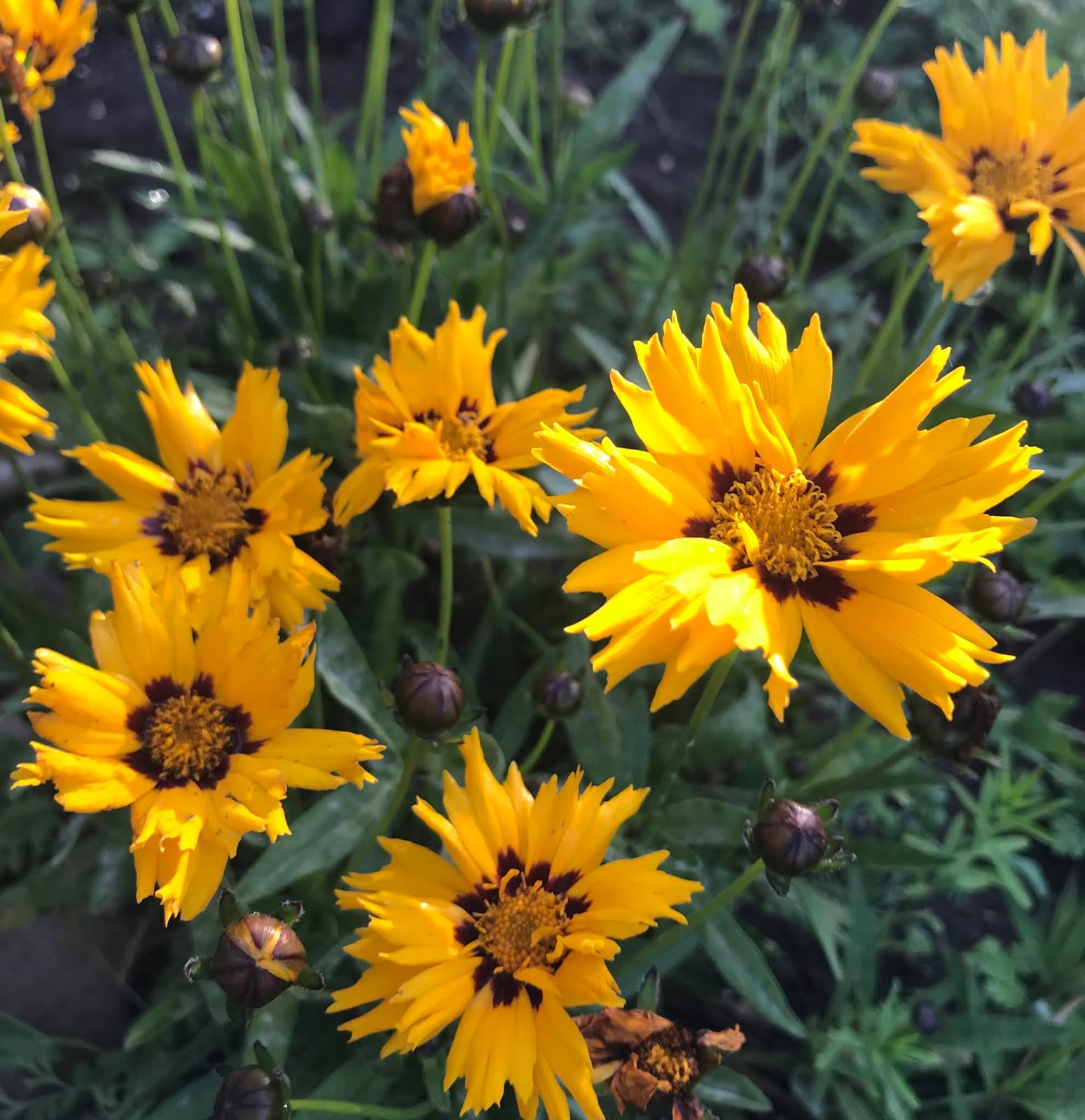 On Discovering A Garden: Gopher Resistant Plants