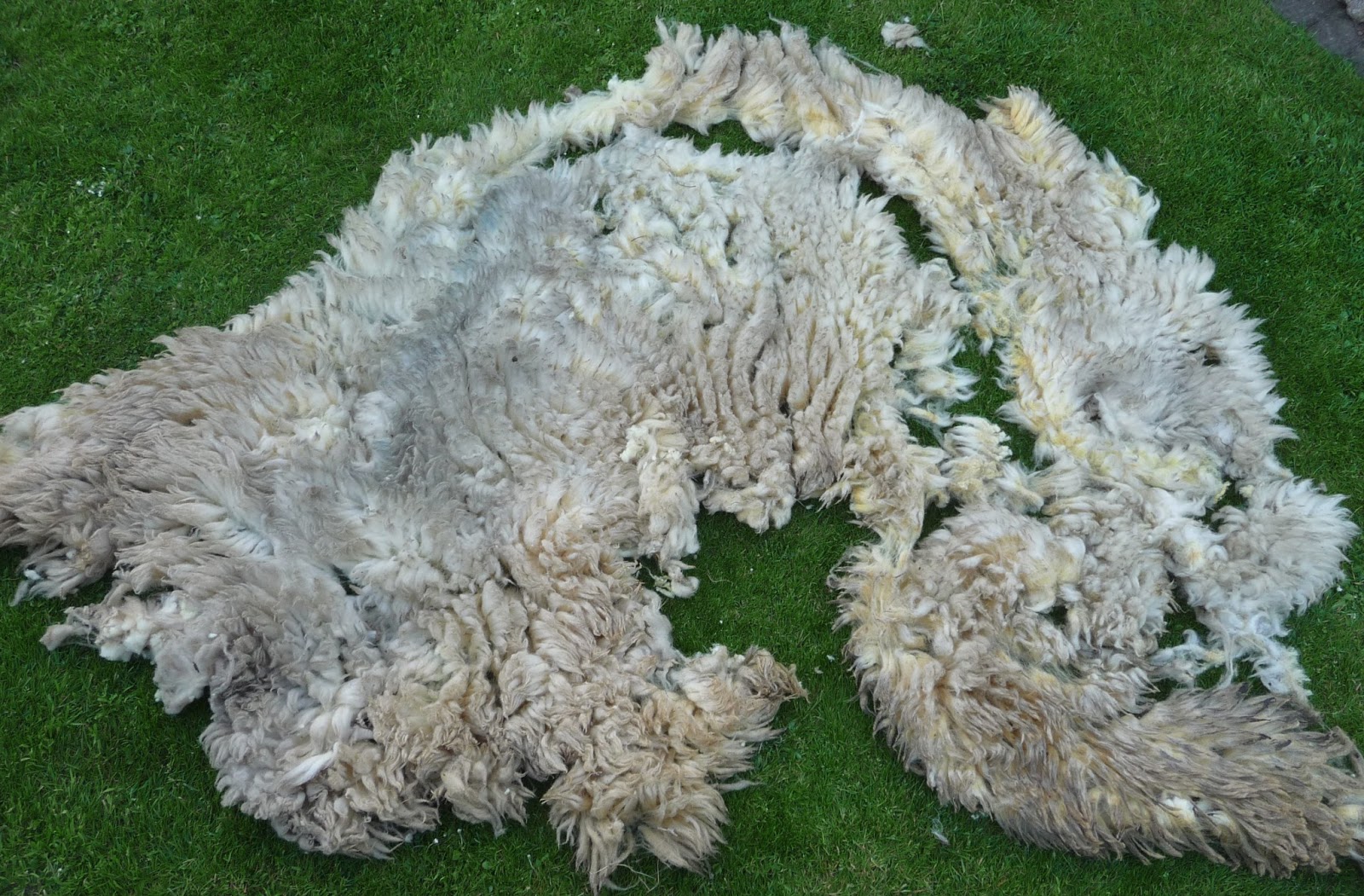 Wool - Tribulations of Hand Spinning and Herbal Dyeing: Cleaning Raw ...