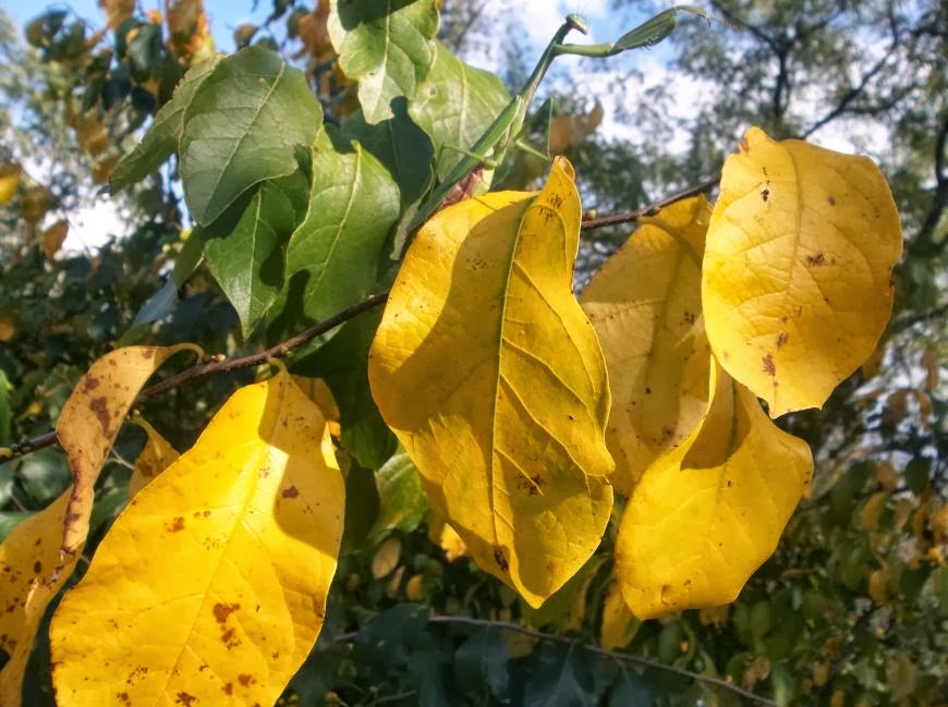 Future Plants by Randy Stewart: Spicebushes - The Lindera's
