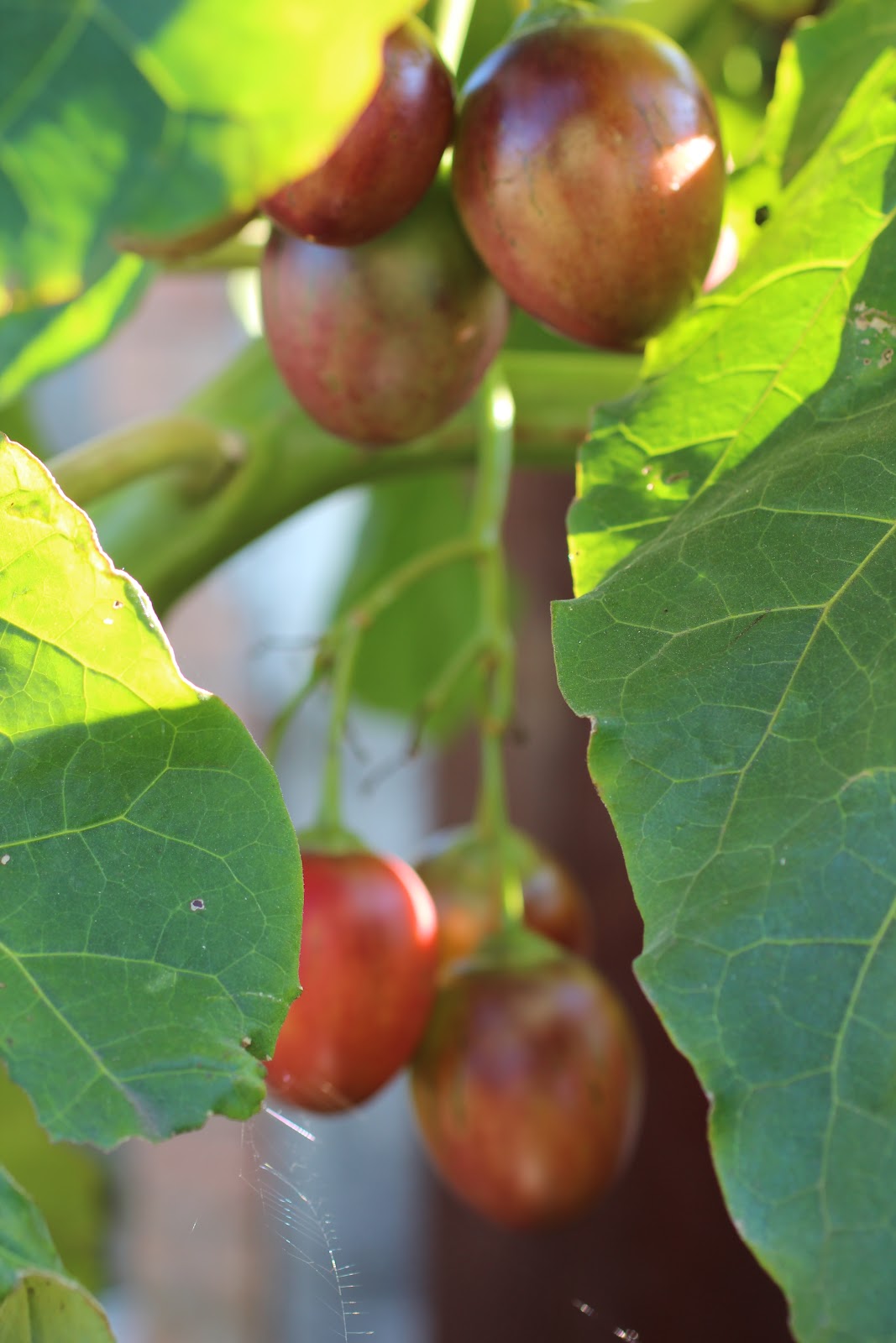 Florez Nursery: Tree Tomato, Tamarillo
