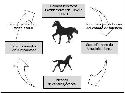 CABANHA LUZ DO SOL: INFLUENZA EQUINA - A gripe dos cavalos