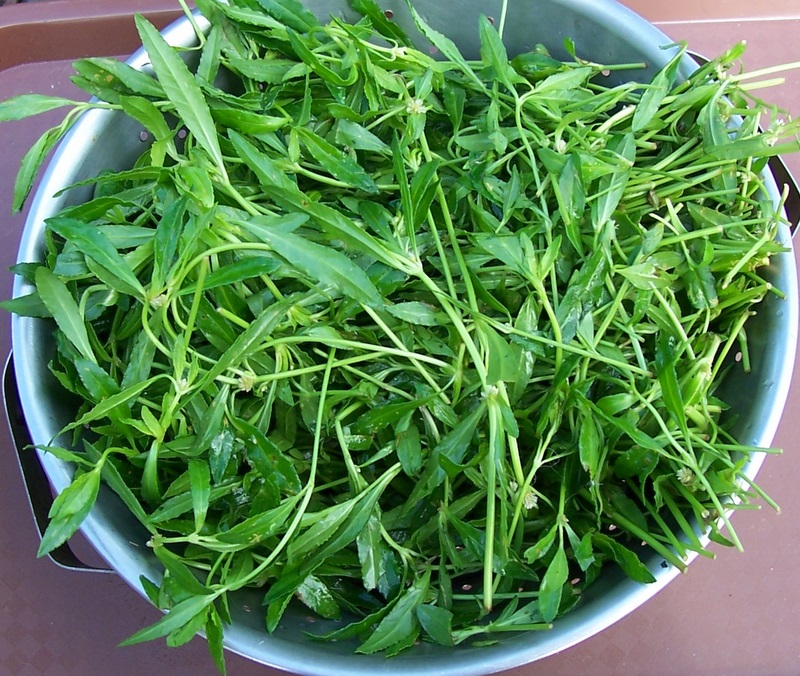 For Veggie Lovers...: Mukunuwenna Mallum