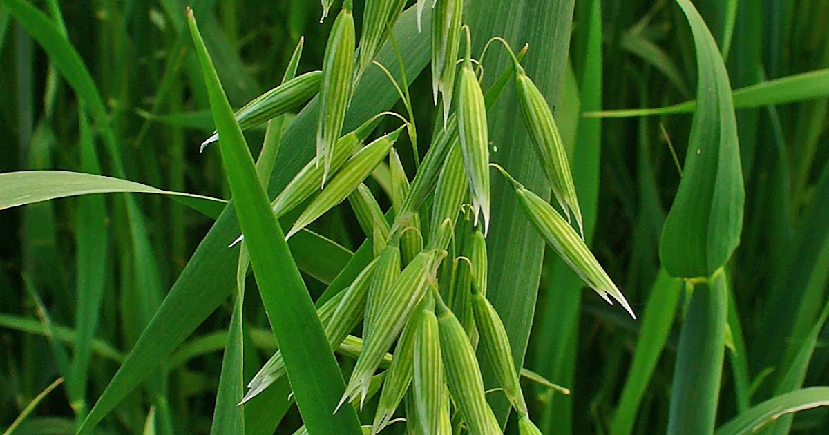 Variety of Life: Avena