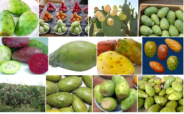 Consultoria Experta en negocios de Agricultura, Ganaderia y Forestales ...