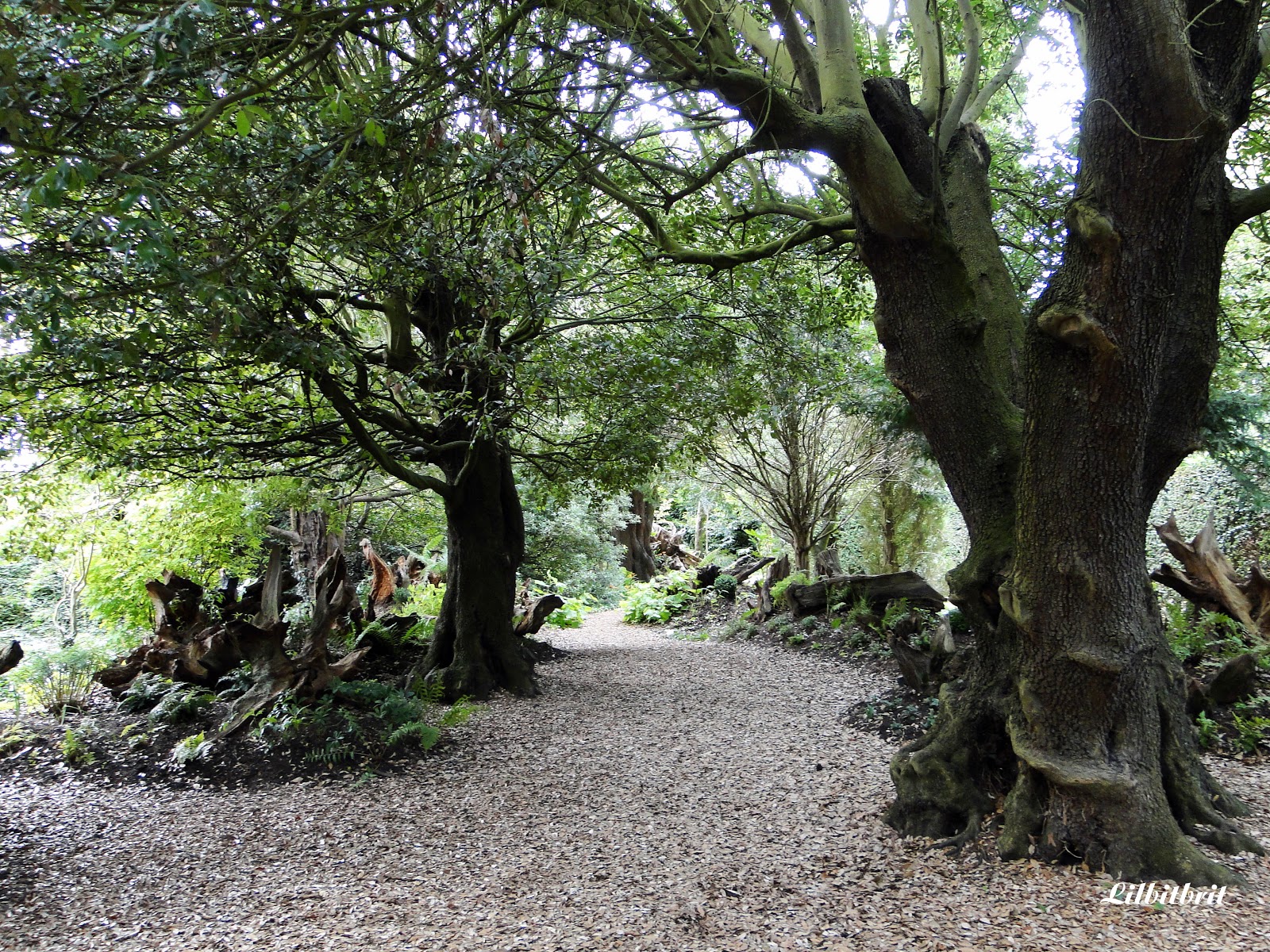 A Little Bit of British from Across The Pond: The Stumpery Ickworth House