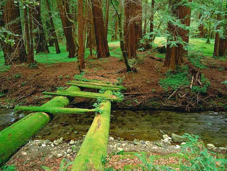 Busque el amor y te encontré a Ti *-*: Los bosques mas bellos del mundo