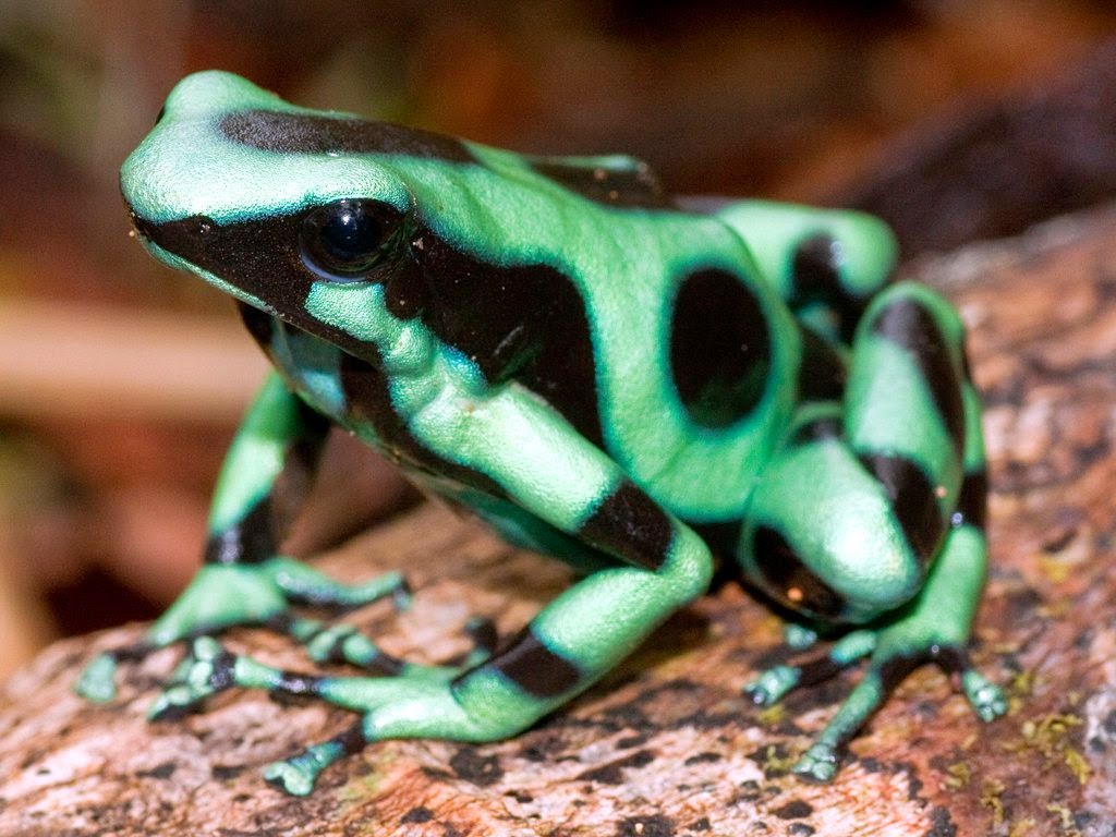 Dendroland: Dendrobates Auratus, sus morphos y variedades de color.