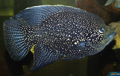 Mania de Aquário: Ciclídeo de Madagascar (Starry Night Cichlid ...