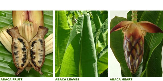 Sto. Domingo Industrial Products: The Sto. Domingo Abaca Industry