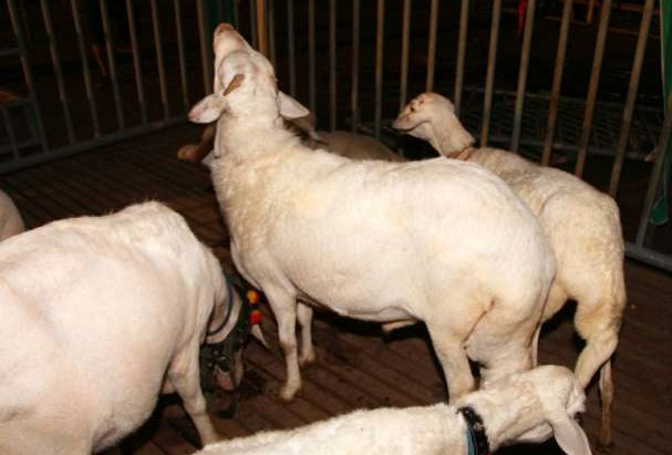 MODERN FARMS: TIPS SUKSES CARA PENGGEMUKAN KAMBING