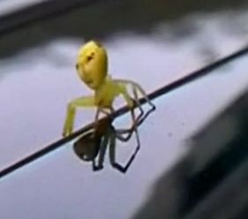 Dead Gray Alien Causes Sensation In Hong Kong, Spider With Human Like ...