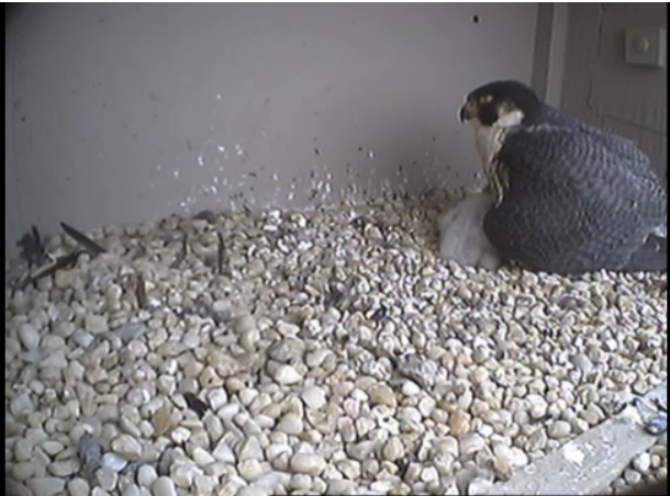 Columbus Peregrine Falcon Update: Weekend Power Outage + The Scoop on Poop