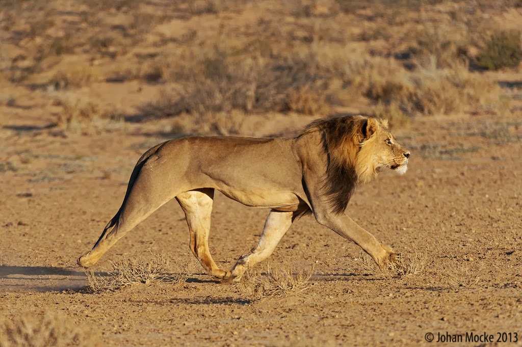 Johan Mocke Photography: "My Lion" for one hour in the Kgalagadi