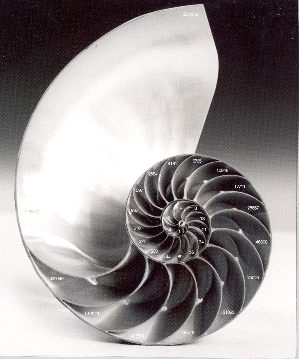 Fibonacci sequence in nature rabbits - guglaaa