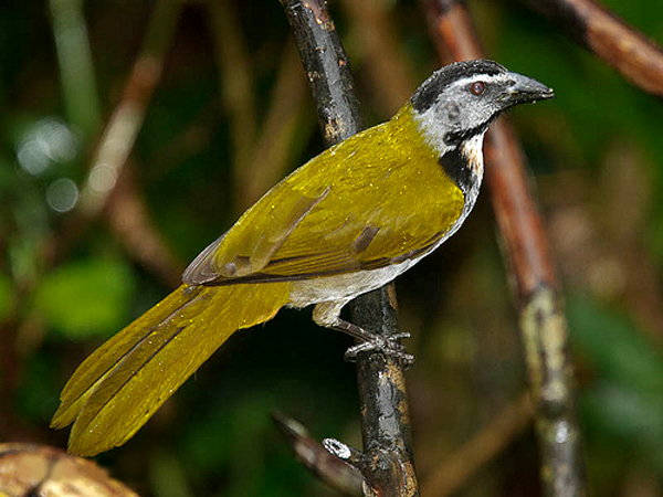 Bellas Aves de El Salvador: Saltator atriceps (chepito, saltador cabeza ...