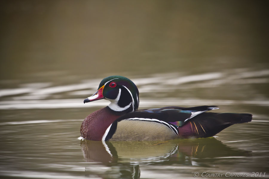 Country Captures: Thunder Storms & Wood Ducks