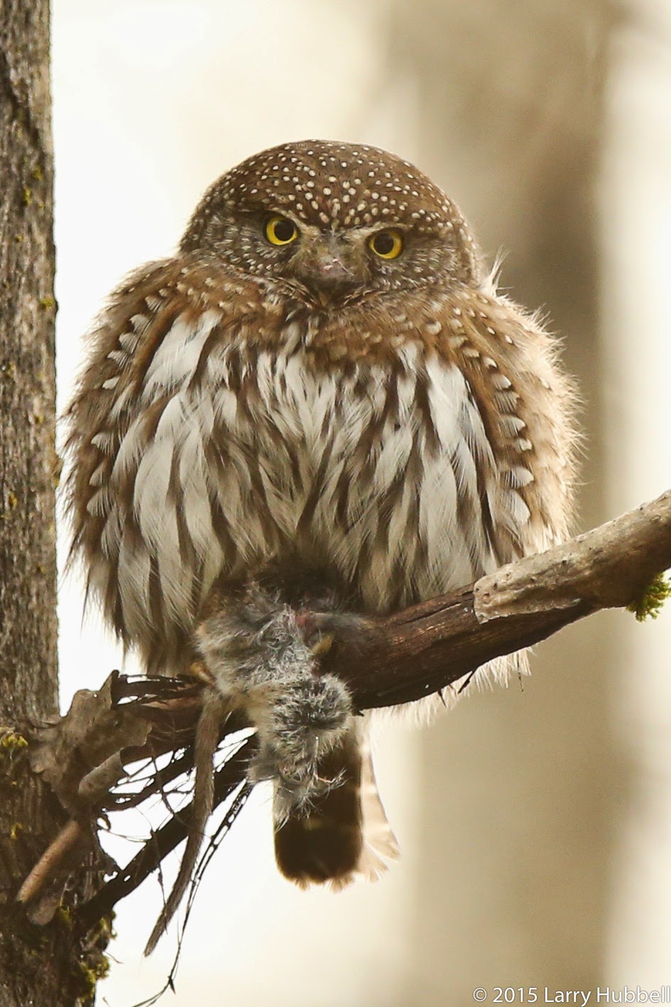 Northern Pygmy Owl Nest