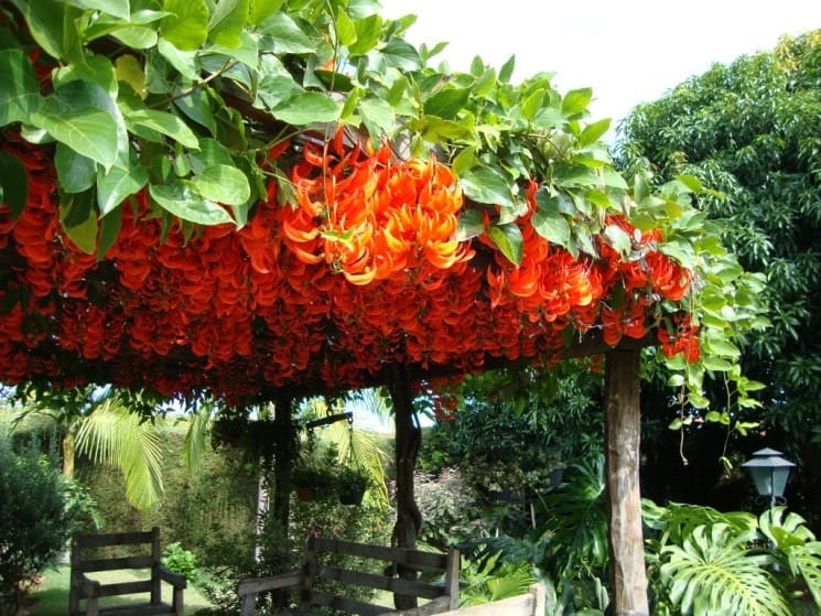 TAMAN INDAH PESONA: Tanaman Merambat