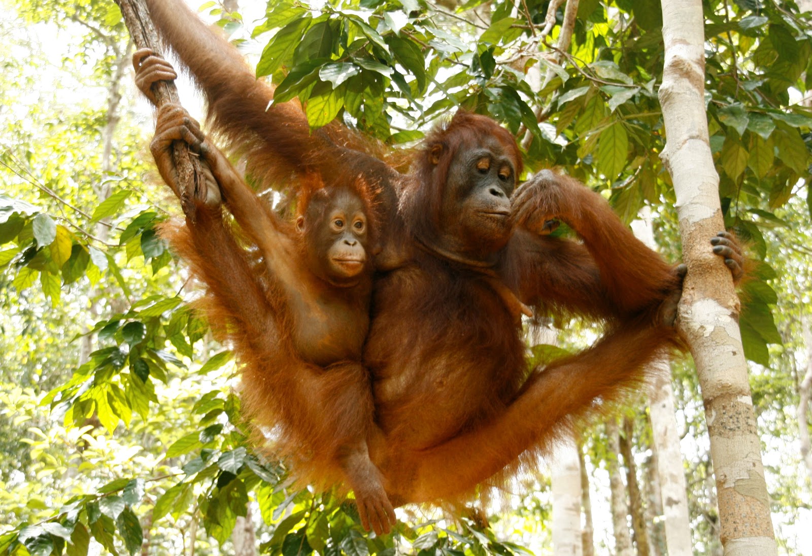 Bee Kalt Travel Insider: Hangin' with the Orangutans