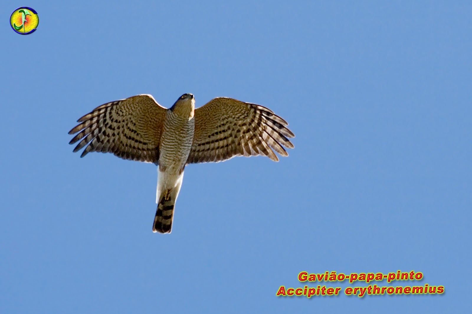 ORNITOLOGIA: Gavião-papa-pinto (Accipiter erythronemius)