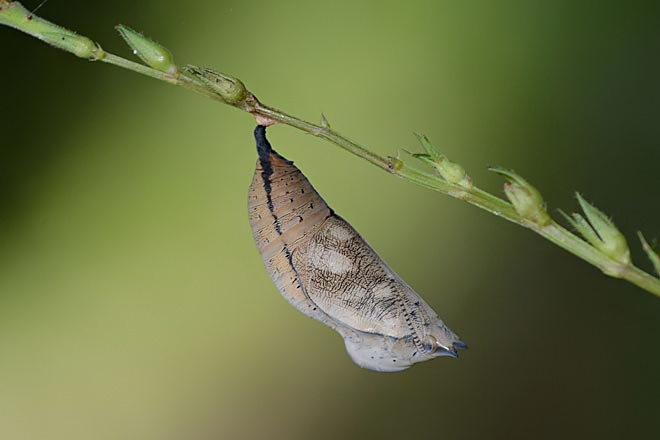 Beauty of Fauna and Flora in Nature: Critters @ NTU's Vicinity