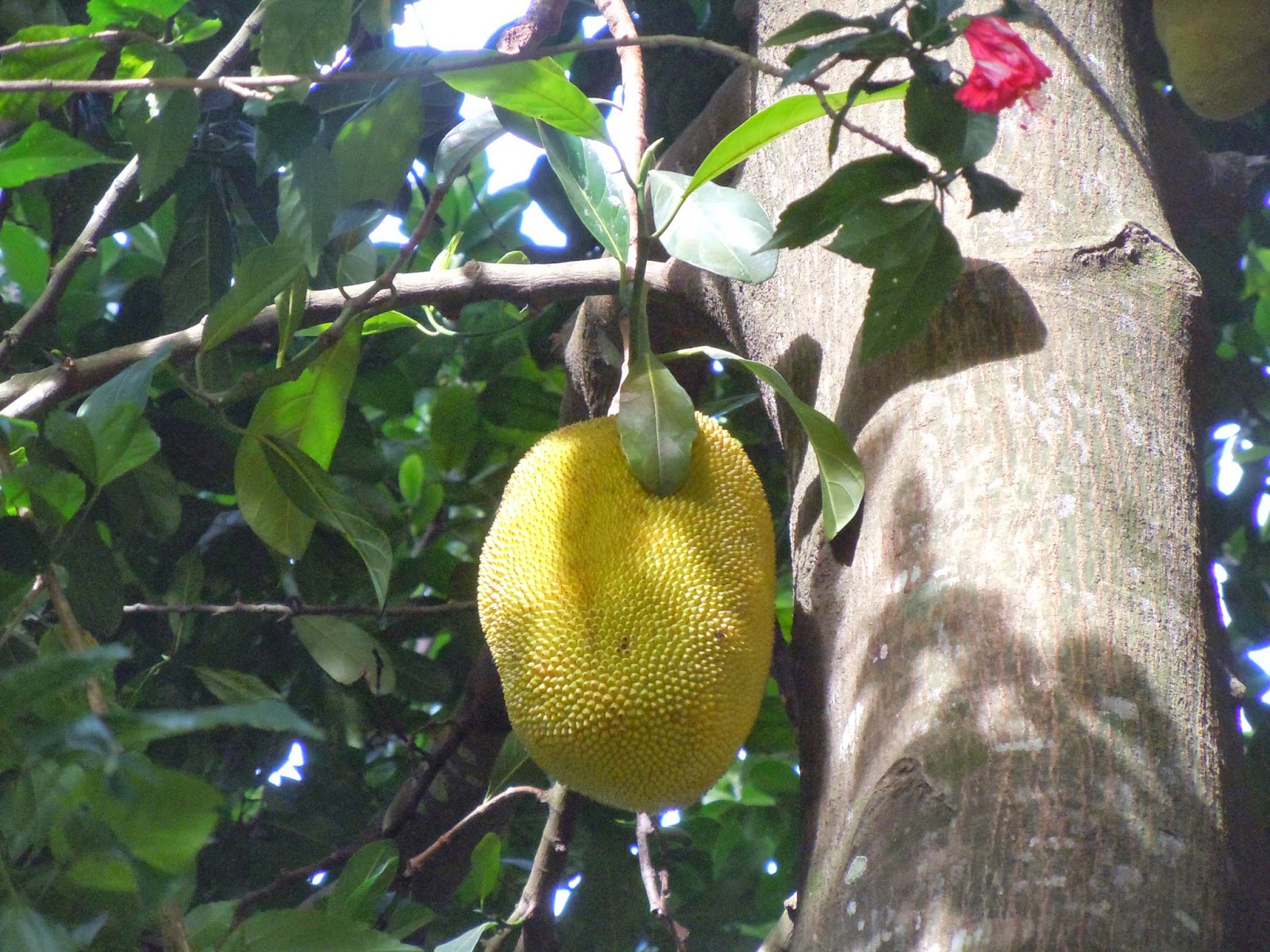 DIÁRIO COM A NATUREZA: 26 DE MARÇO - JACA - FRUTA