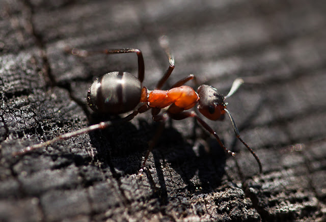 Kristinas bilder: Myror