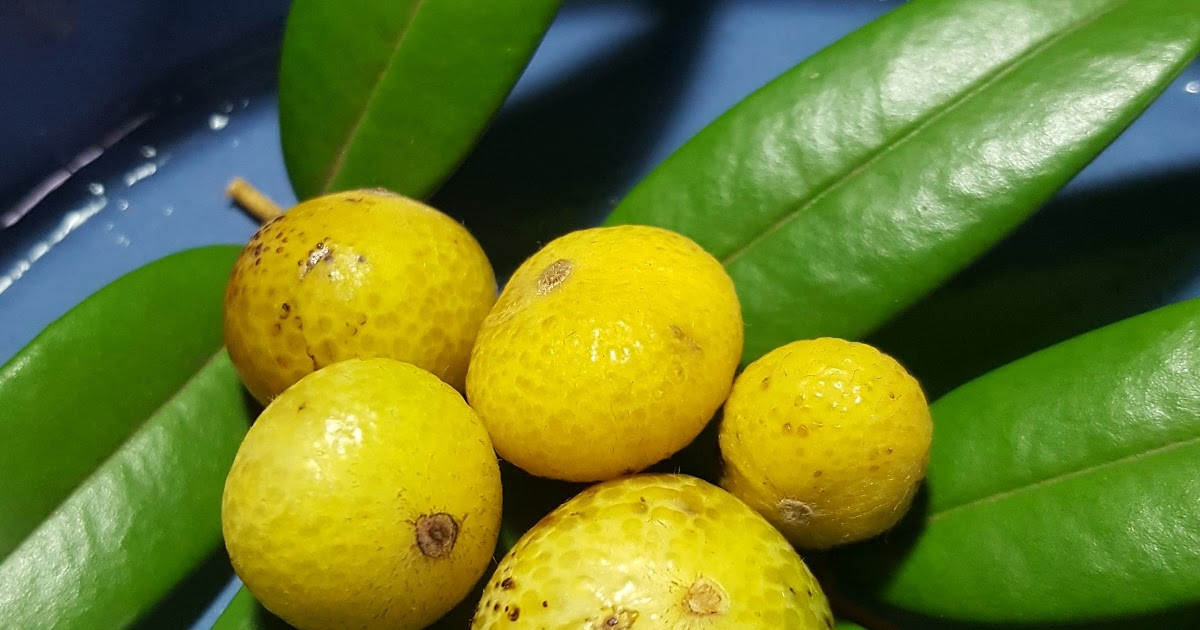 Viveiro Ciprest - Plantas Nativas e Exóticas: Cambucá de Praia ...