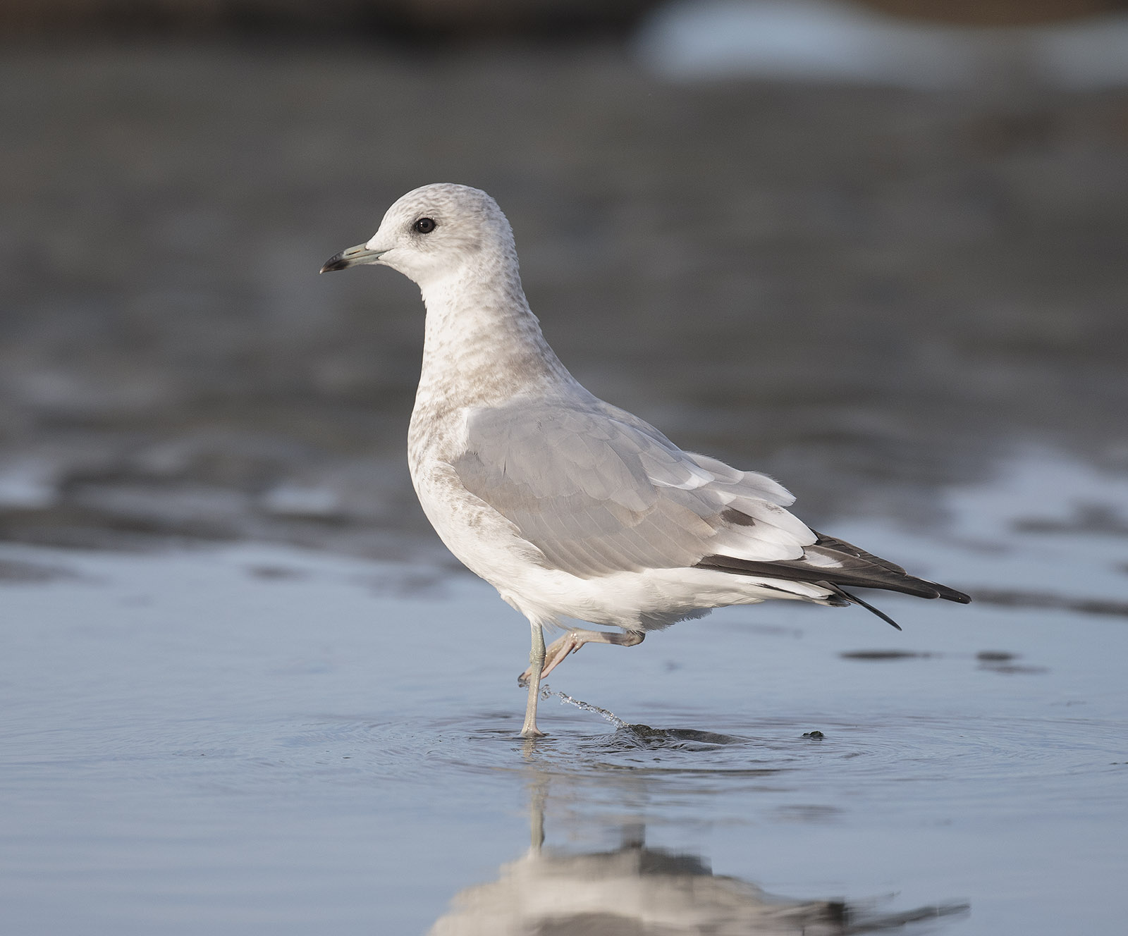 pewit: Mew Gulls