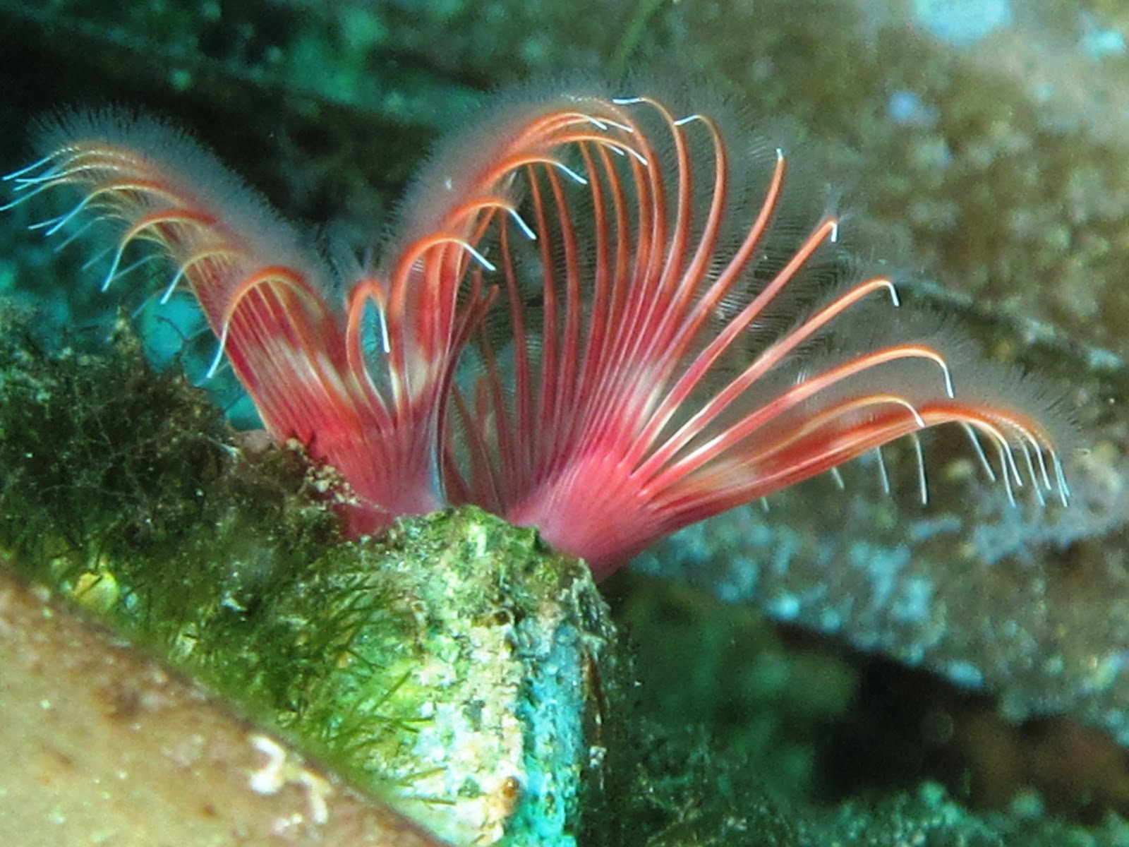 Iluminación Profunda: Serpula vermicularis L. (Serpentine tubeworm)