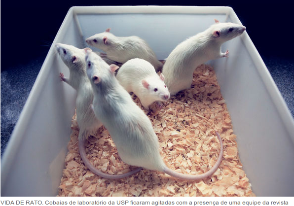 Pra ver em Animais: Ratos de laboratório têm mais mordomias do que se ...