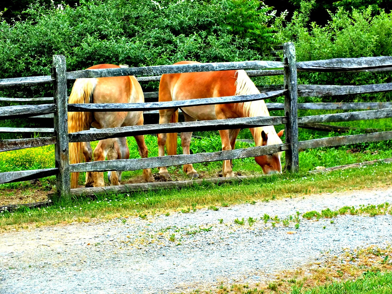 Around Roanoke, VA (A Daily Photo Blog): Farm Animals Behind Good Fences
